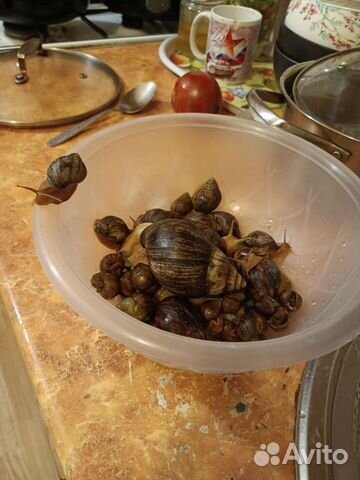 Улиточки в добрые руки бесплатно