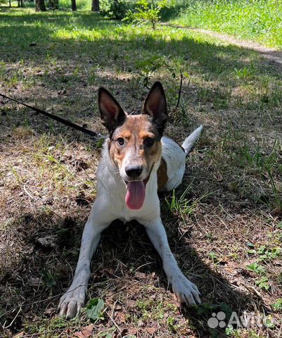 Щенок Патрик ищет семью