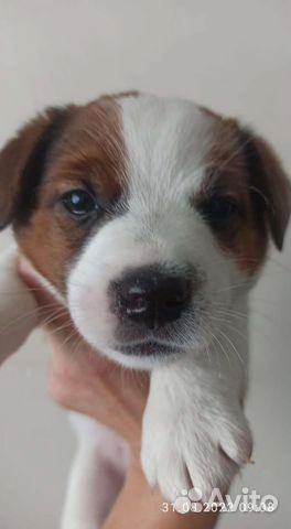 Щенки джек Рассел терьер гладкошерстный