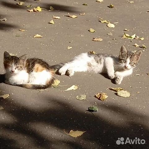 Котята в добрые руки бесплатно