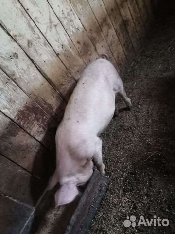 Поросенок хрячок