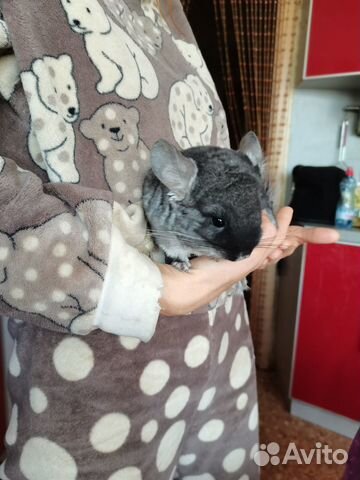 Продаётся шиншилленок стандарт