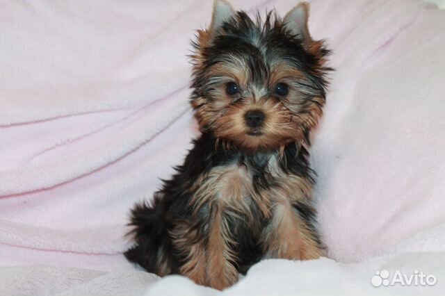 Йоркширский терьер девочка Конфетка