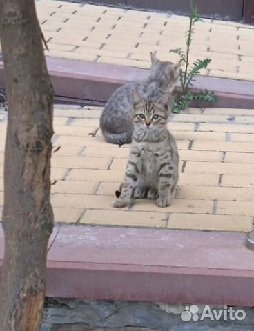 Замечательные тигрули ищут дом)