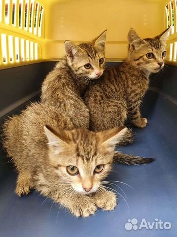 Котята в добрые руки бесплатно