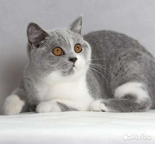 Британская