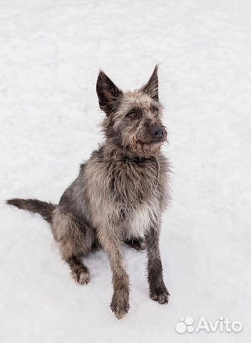 Буба, собака в добрые руки бесплатно