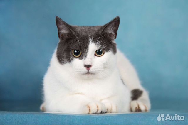 Кошечка подросток привитая и здоровая с анализами