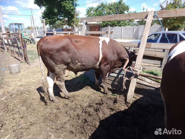 Быки на мясо