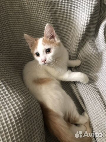 Цирковой которебенок в добрые руки дар бесплатно