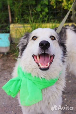 Активный пёс в добрые руки