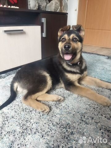 Классный овчаристый щенок в добрые руки
