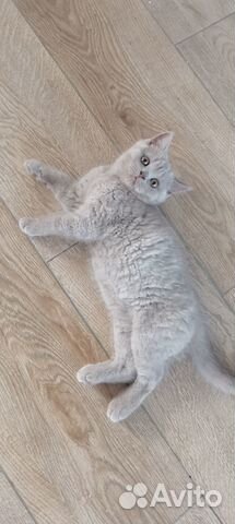 Милые британские котята