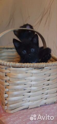Котята