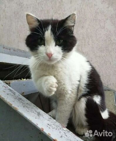 Котик