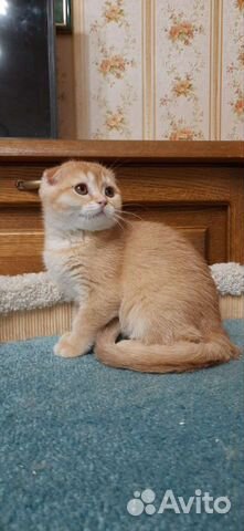 Вислоухий котёнок красное золото