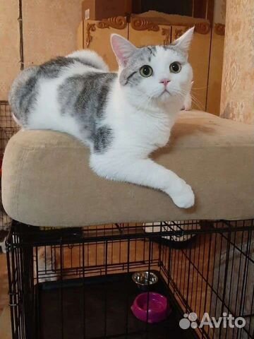 Веня в поисках дома