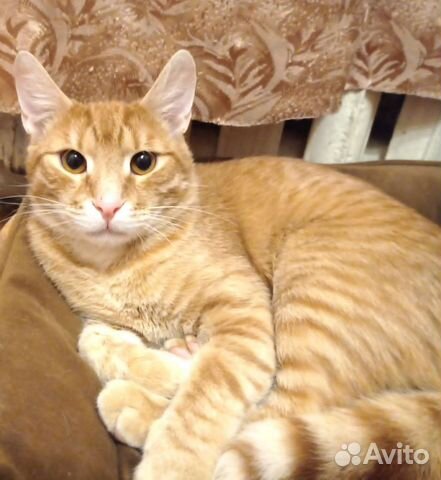 Котенок 7 мес.рыжий