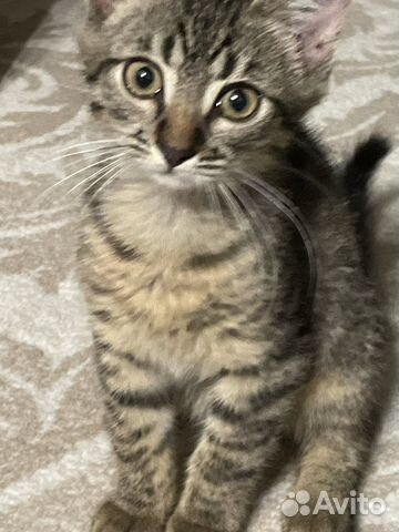 Котик герой