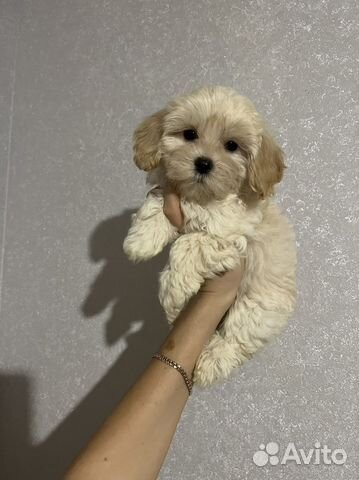 Мальтипу ф1 девочка красотка бежевый ваниль