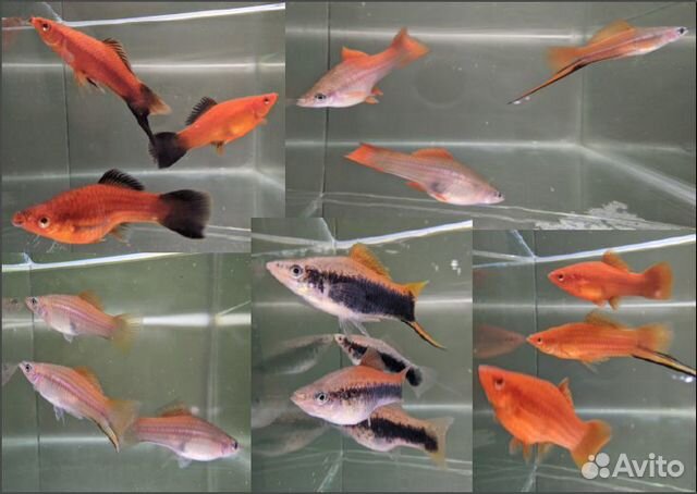 Меченосцы Берлин/Черн/Ананас/Зелен/Красн. Опт/Розн