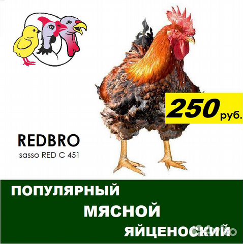 Кросс цыплят Редбро