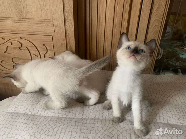 Тайские котята
