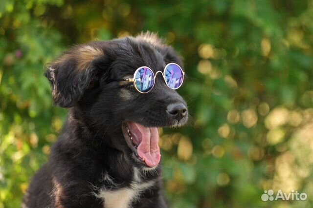 Самые стильные щенки овчарки в добрые руки