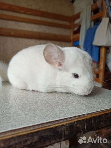 Шиншилла бело-розовая, девочка