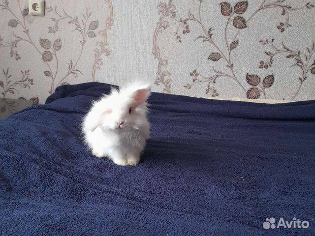 Продам кролика декоротивного