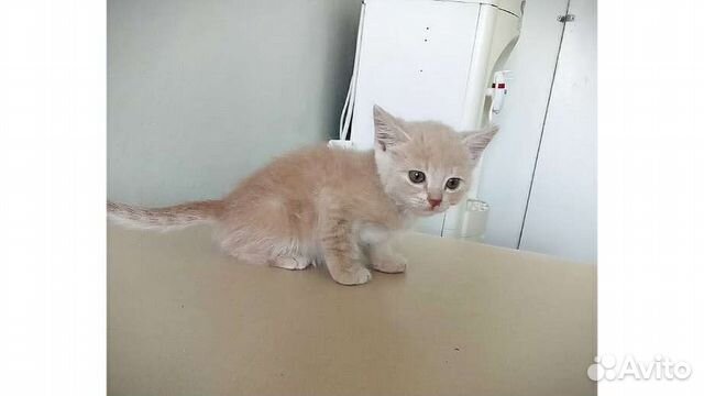 Котенок мальчик 2 месяца персиковый