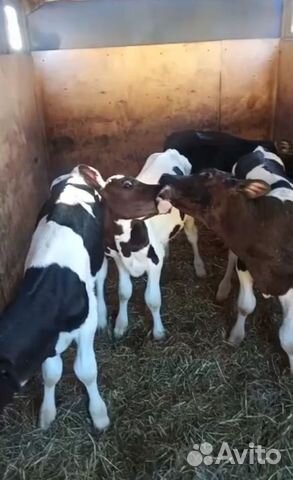 Телята бычки