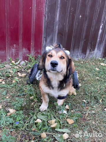 Особенный Аркан ищет дом