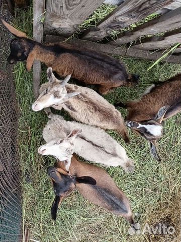 Альпийские козлята