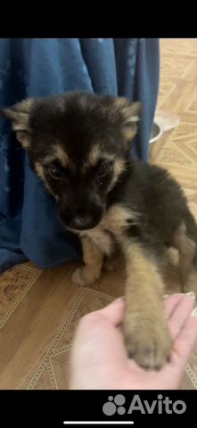 Спасите щенка