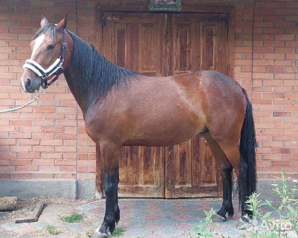 Американский конь рысак-мерин