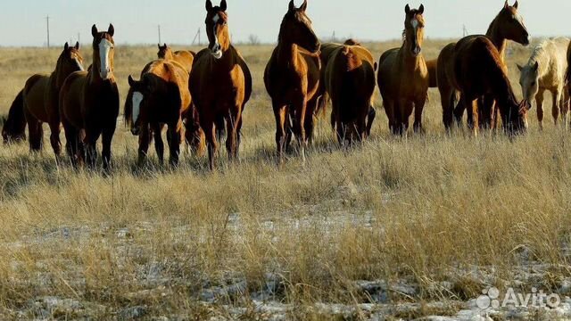 Продам лошадей