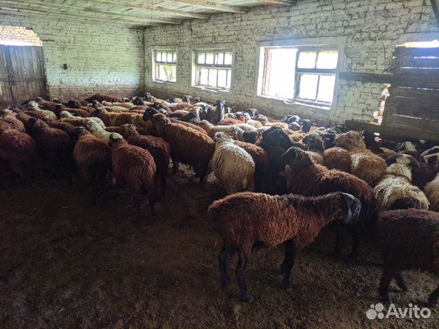 Бараны на курбан