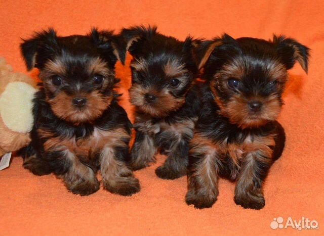Йоркширский терьер щенки