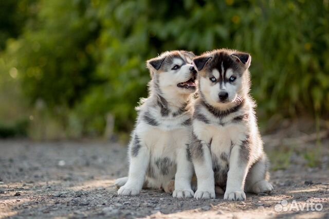 Шикарные мальчики из питомника