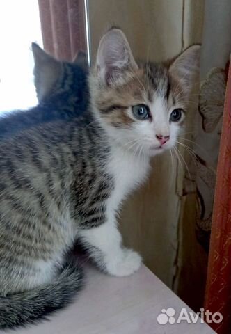 Котенок в добрые руки