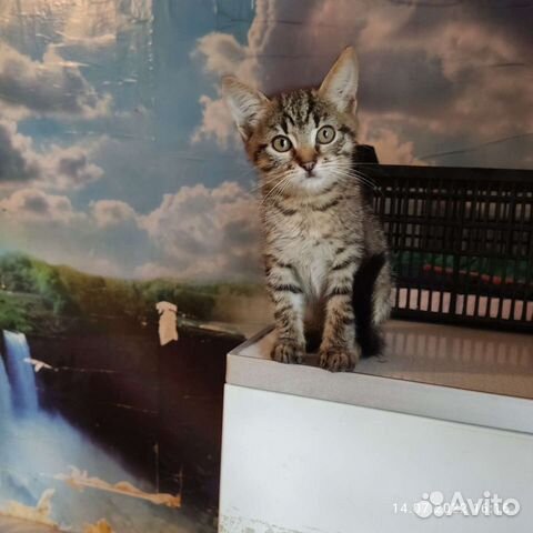 Котёнок