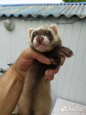 Малыши хорей