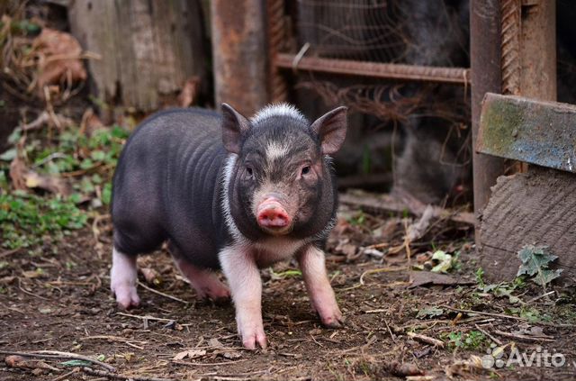Поросята 1 месяц