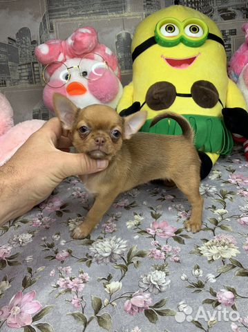 Яркая девочка чихуахуа