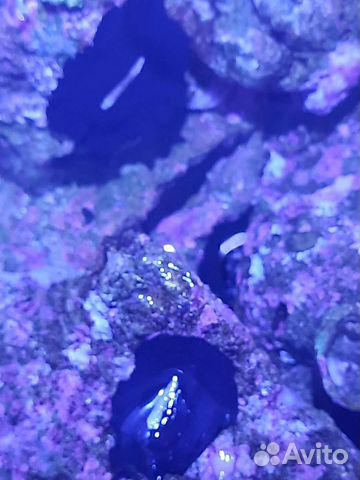 Морской аквариум. Скутусы