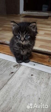 Котенок, мальчик мама британка,папа сосед