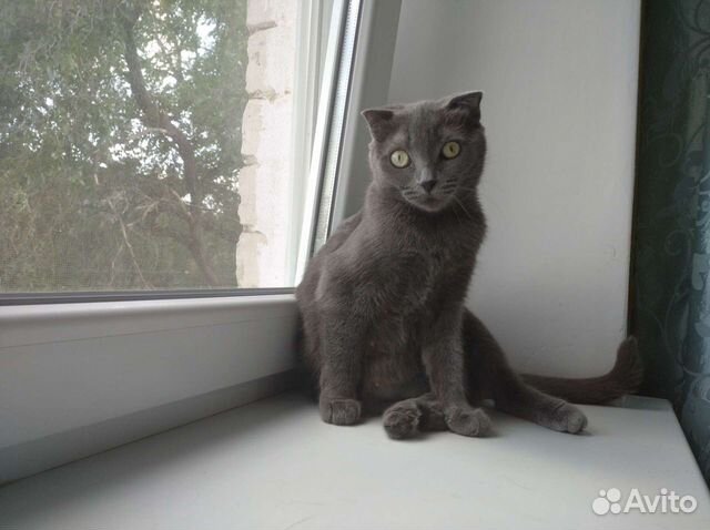 Вислоушка в дар