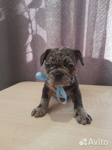 Щенки французкого бульдога