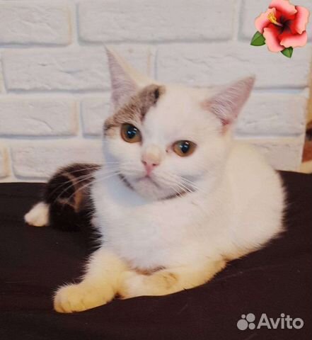 Котик